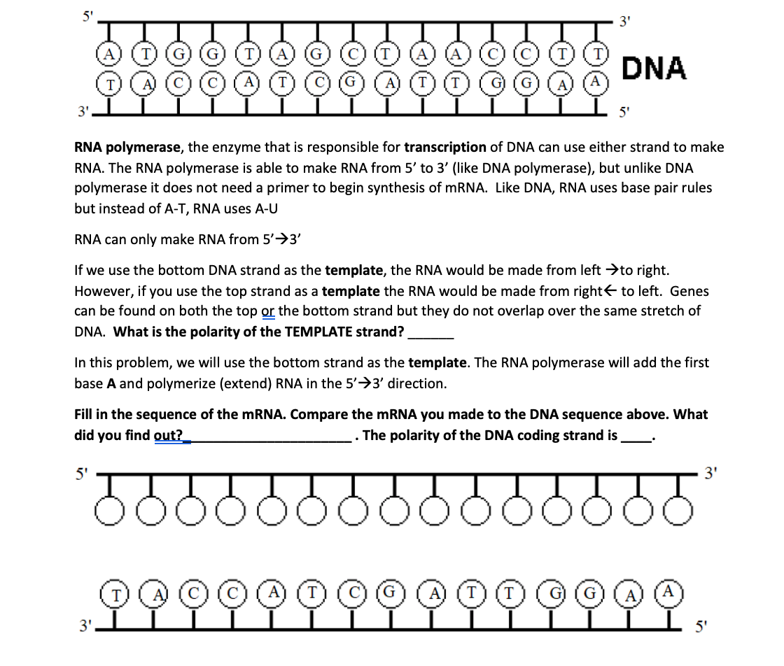 Solved DNA RNA polymerase, the enzyme that is responsible | Chegg.com