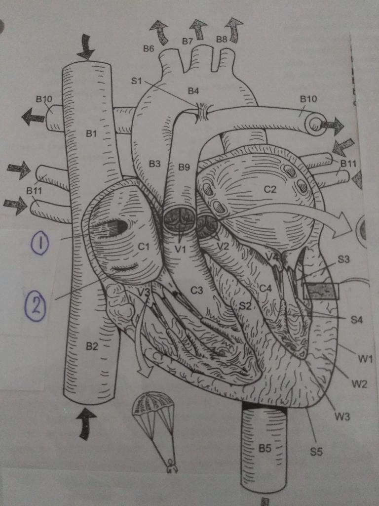 Solved B6 S1 B4 B10 B10 B1 B3 B11 S3 C3 S4 W1 W2 W3 B5 | Chegg.com