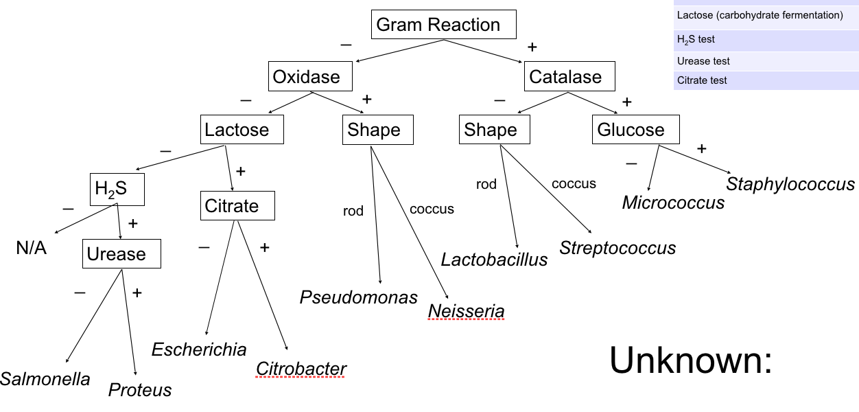 Solved Metabolic Test Gram reaction Microscopic morphology | Chegg.com