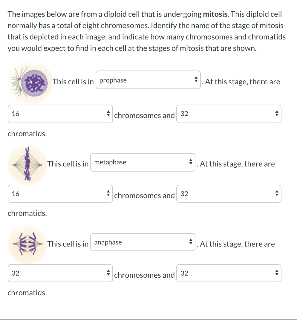 Solved The images below are from a diploid cell that is | Chegg.com