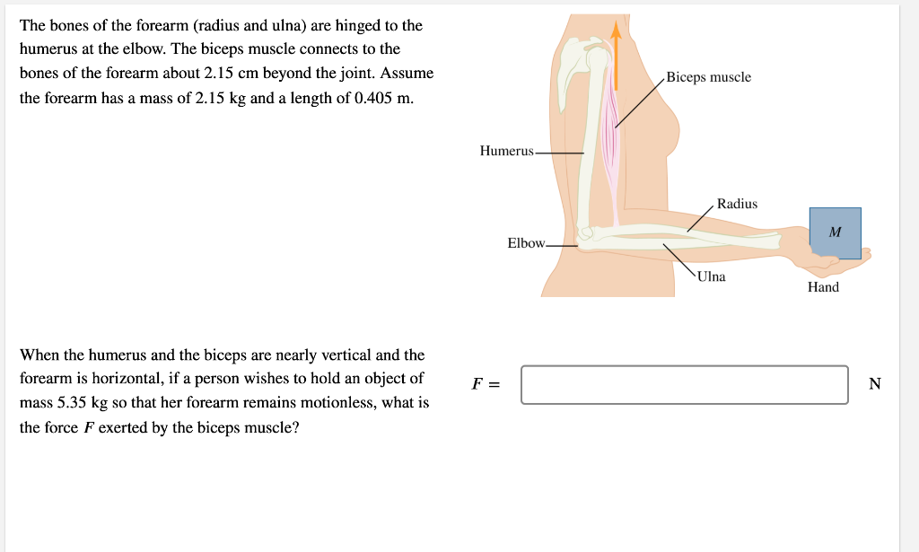 Solved The bones of the forearm (radius and ulna) are hinged | Chegg.com