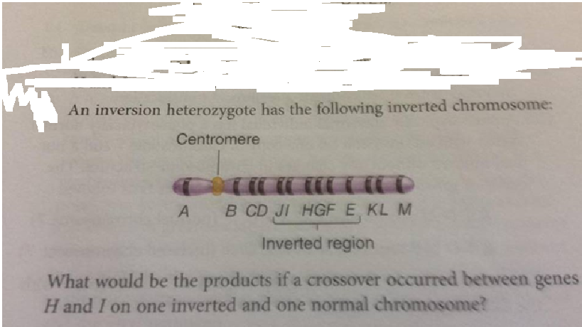 Solved An Inversion Heterozygote Has The Following Inverted