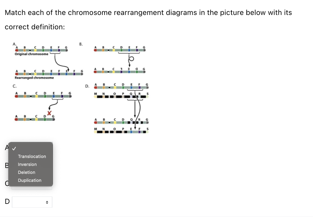 Solved Match each of the chromosome rearrangement diagrams | Chegg.com