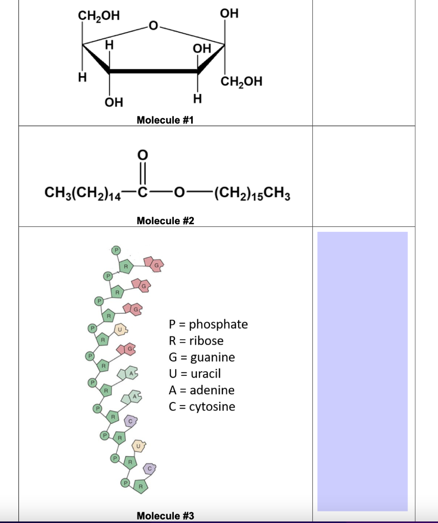 Solved BIOCHEMICAL MOLECULES - STRUCTURE AND FUNCTION ENTER | Chegg.com