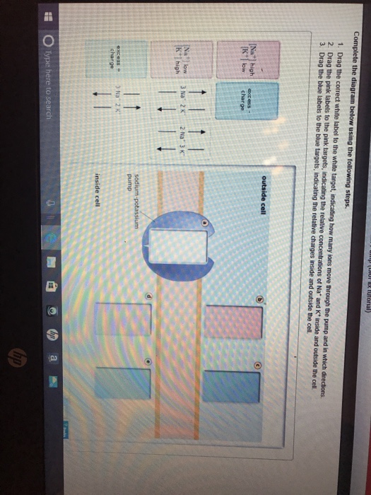 Solved part a- active transport by the sodium-potassium pump | Chegg.com