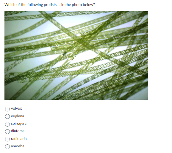 Solved Which of the following protists is in the photo | Chegg.com