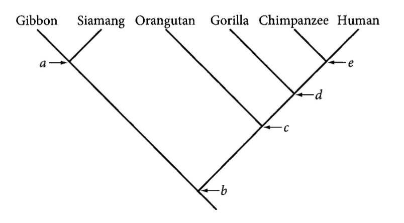 Solved 1. Draw the above tree as an unrooted tree.2a. Now, | Chegg.com Solved 1. Draw the above tree as an unrooted tree.2a. Now, | Chegg.com