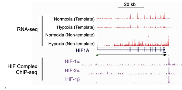 The HIF1A gene encodes for the HIF-1a protein, which | Chegg.com