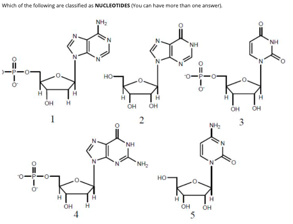 Solved Which of the following are classified as NUCLEOTIDES | Chegg.com