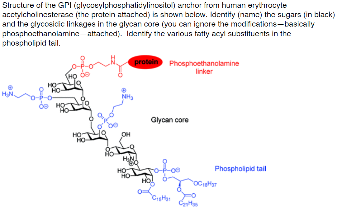 Solved Structure of the GPI (glycosylphosphatidylinositol) | Chegg.com