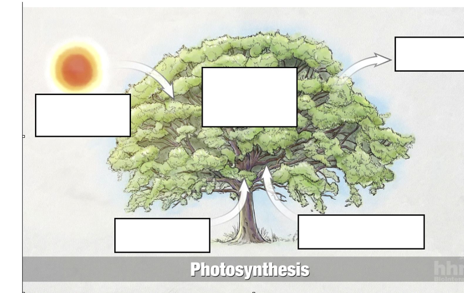 Solved ⦁ ﻿On Diagram 1, ﻿fill in the labels with | Chegg.com