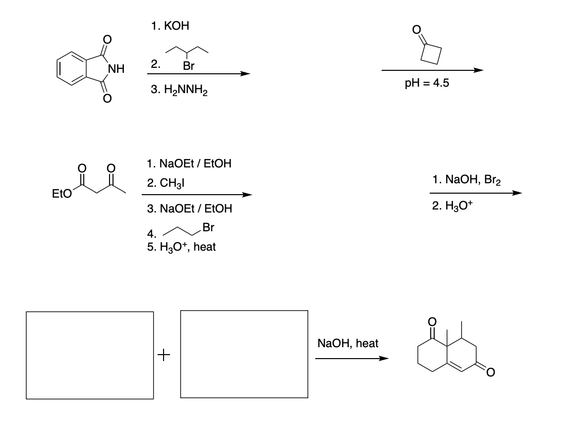 Solved 1. KOH NH 2. Br 3. H2NNH2 pH = 4.5 1. NaOEt / EtOH 2. | Chegg.com
