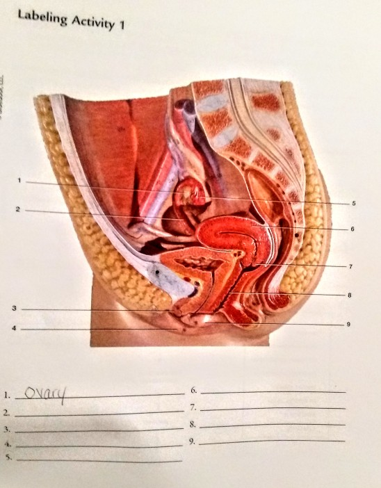 Solved Female reproductive system labeling activity 1. Label | Chegg.com