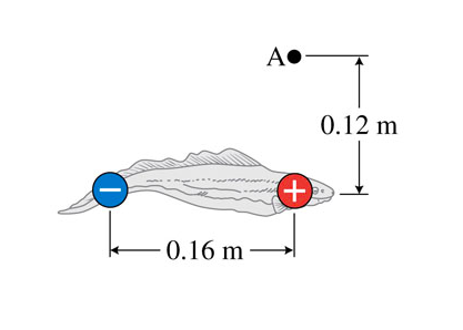 Solved An African fish called the aba has a charge | Chegg.com