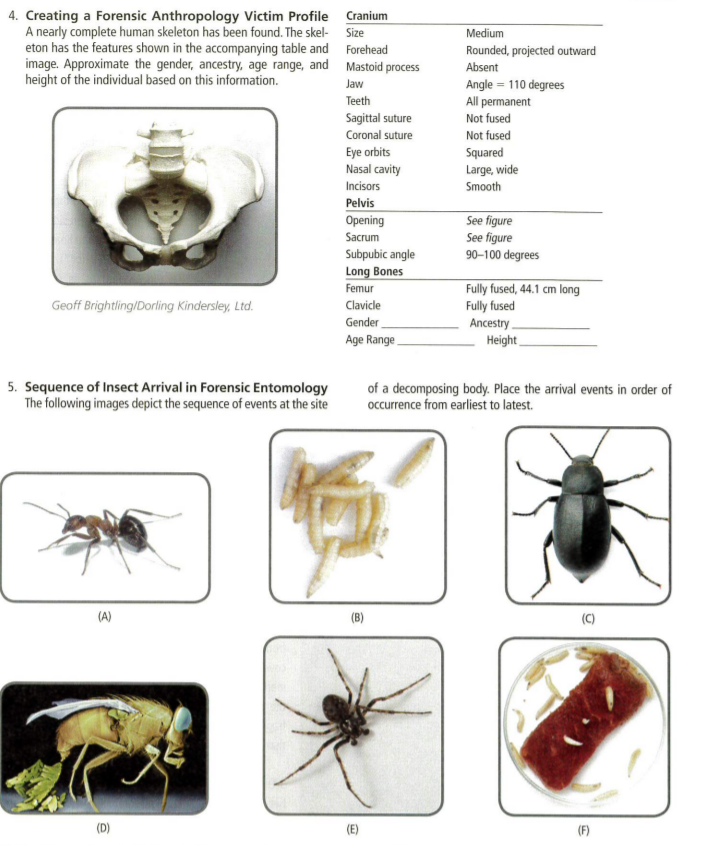 Solved 4. Creating a Forensic Anthropology Victim Profile | Chegg.com