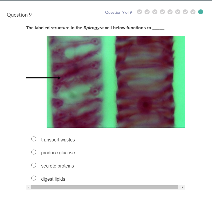 Solved Question 9The labeled structure in the Spirogyra cell | Chegg.com