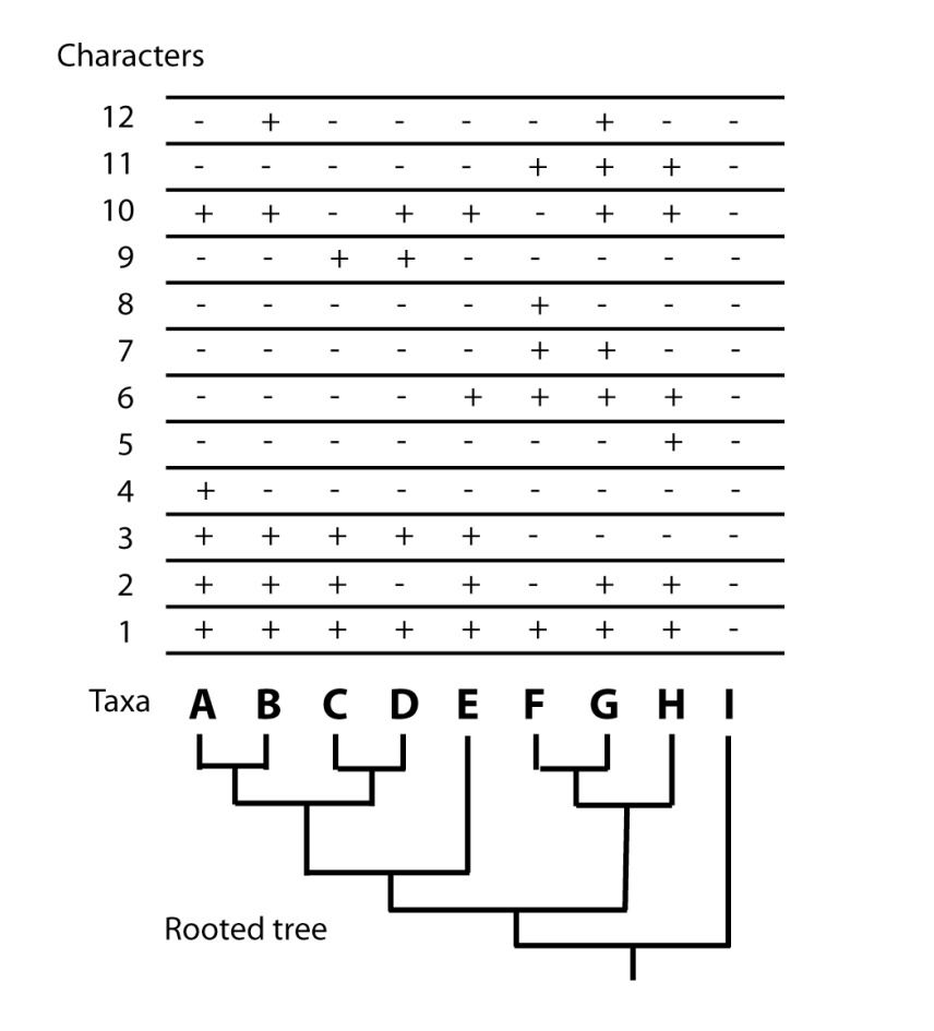 Characters Taxa Rooted tree 2.4 Of the characters | Chegg.com