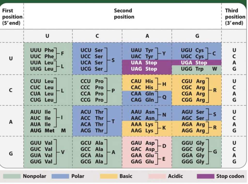 Solved Use the Genetic Code (Table 4.1 in your textbook) to | Chegg.com