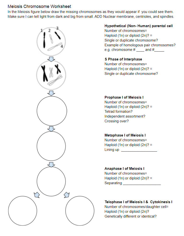 Solved Meiosis Chromosome Worksheet Imes as they would | Chegg.com