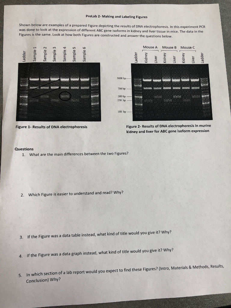 Solved Prelab 2- Making and Labeling Figures Shown below are | Chegg.com