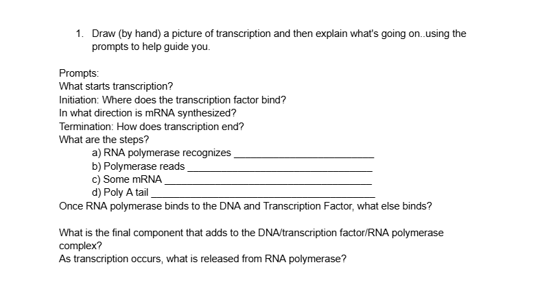 Draw (by hand) ﻿a picture of transcription and then | Chegg.com