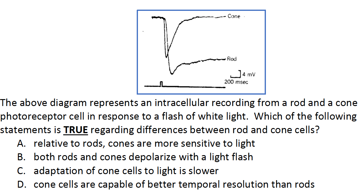 Solved -Cone. Rod 4 mV 200 msec The above diagram represents | Chegg.com