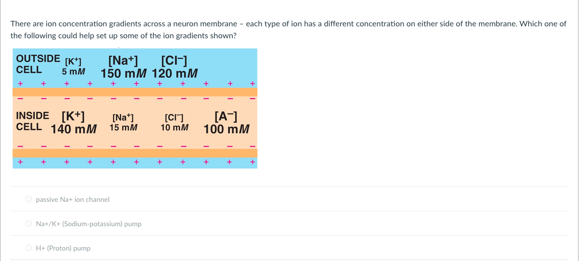 Solved There are ion concentration gradients across a neuron | Chegg.com