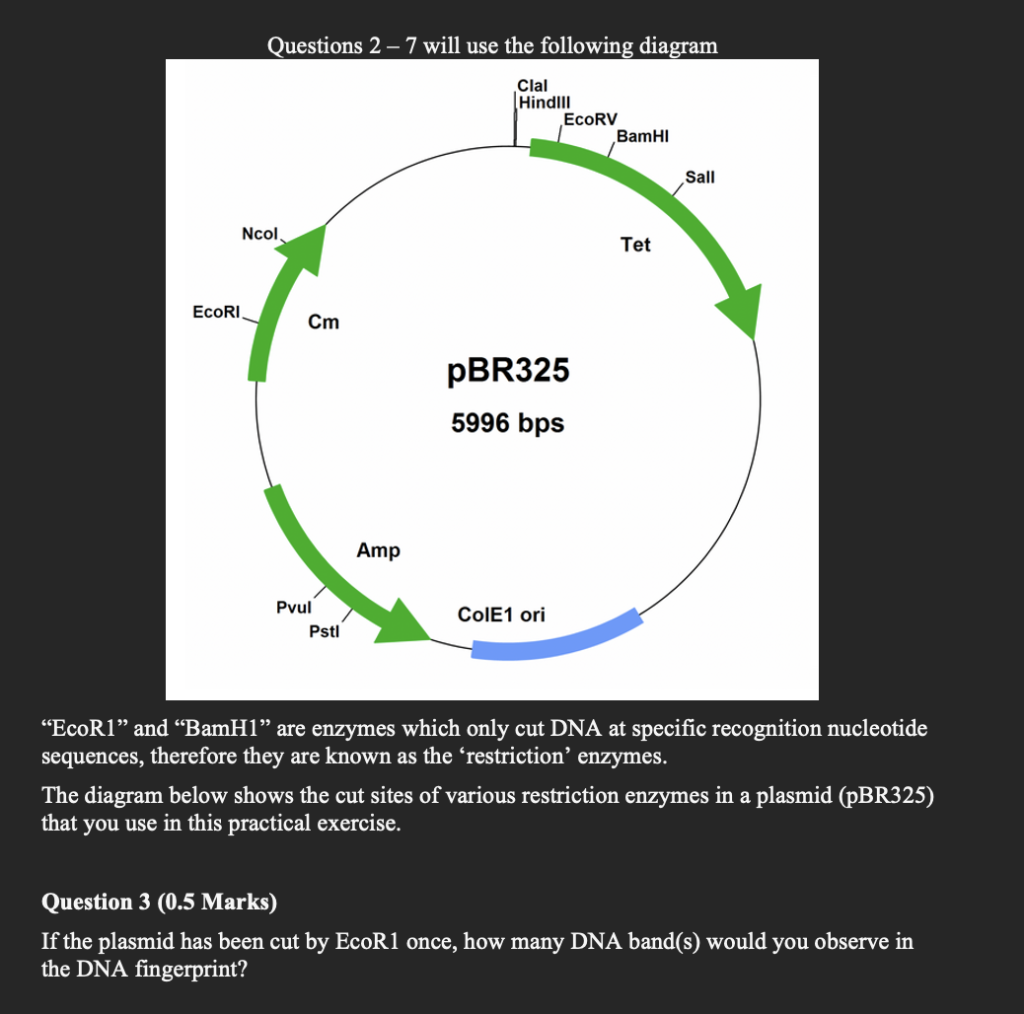Solved "EcoR1" and "BamH1" are enzymes which only cut DNA at | Chegg.com
