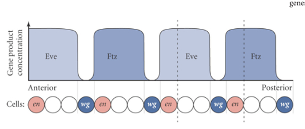 Solved Write a short story describing how the A-P axis | Chegg.com