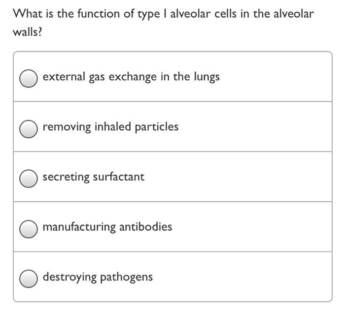 Solved What is the function of type I alveolar cells in the | Chegg.com