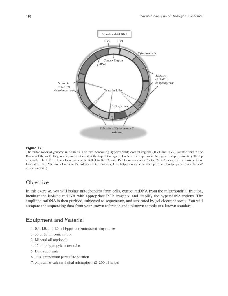 Solved Chapter 17 Exercise 13 Mitochondrial DNA (mtDNA) | Chegg.com