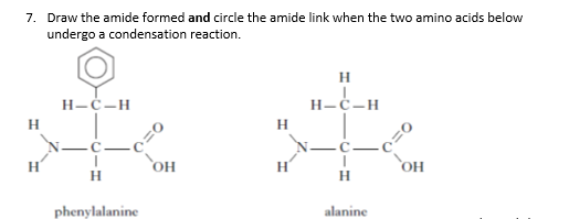 Solved H CORO 7. Draw the amide formed and circle the amide | Chegg.com