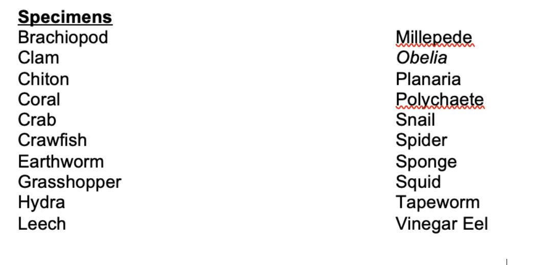 . Lab Activity 2: Protostome Phylogenetic Tree | Chegg.com