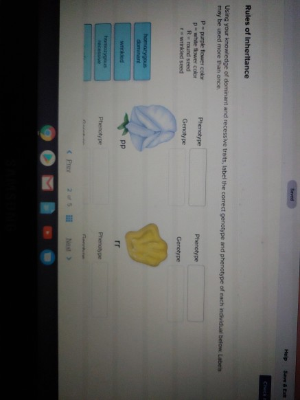 Solved Help Save & tatt Rules of inheritance Using your | Chegg.com