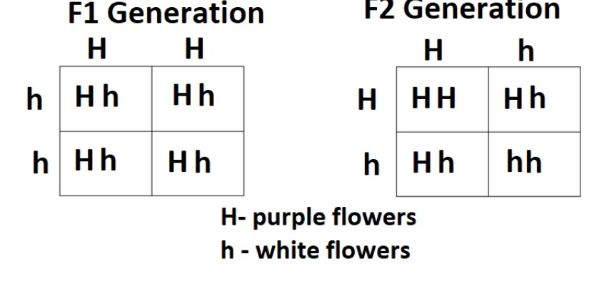 Complete parts A and B using the Punnett square | Chegg.com