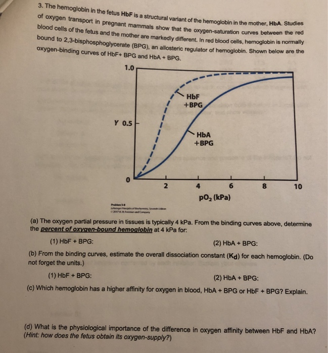 Solved 3. The hemoglobin in the fetus HbF is a structural | Chegg.com