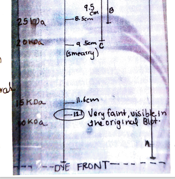 Solved For the standard curve, you do this for the standards | Chegg.com