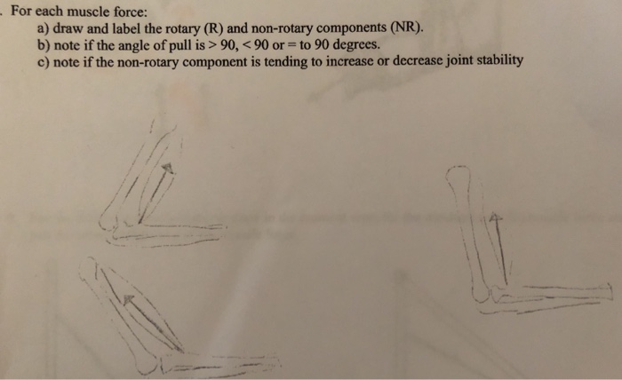 Solved Kinesiology Biomechanics For each muscle | Chegg.com