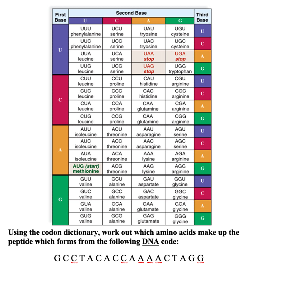 Using the codon dictionary, work out which amino | Chegg.com