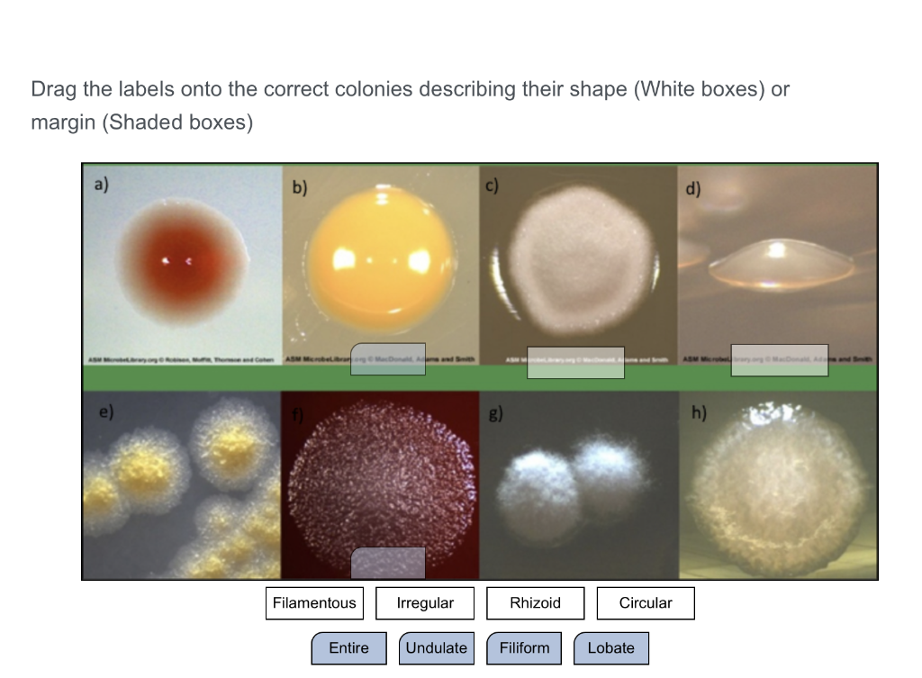Solved Drag the labels onto the correct colonies describing | Chegg.com
