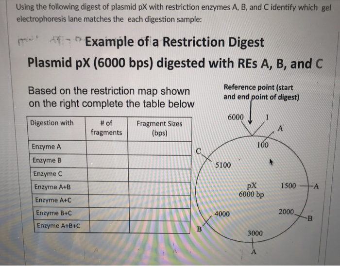 Restriction Enzymes Digestion