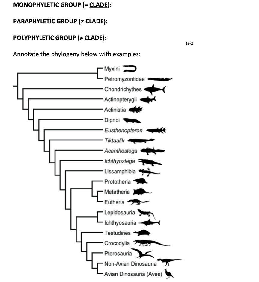 Solved MONOPHYLETIC GROUP (= CLADE): PARAPHYLETIC GROUP (# | Chegg.com