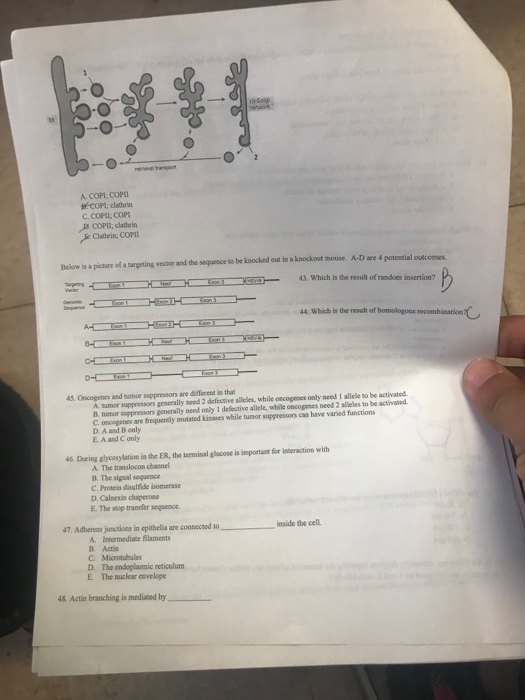 Solved A. COPI: COPL НСОР: clathrin C. COPII; COPİ | Chegg.com