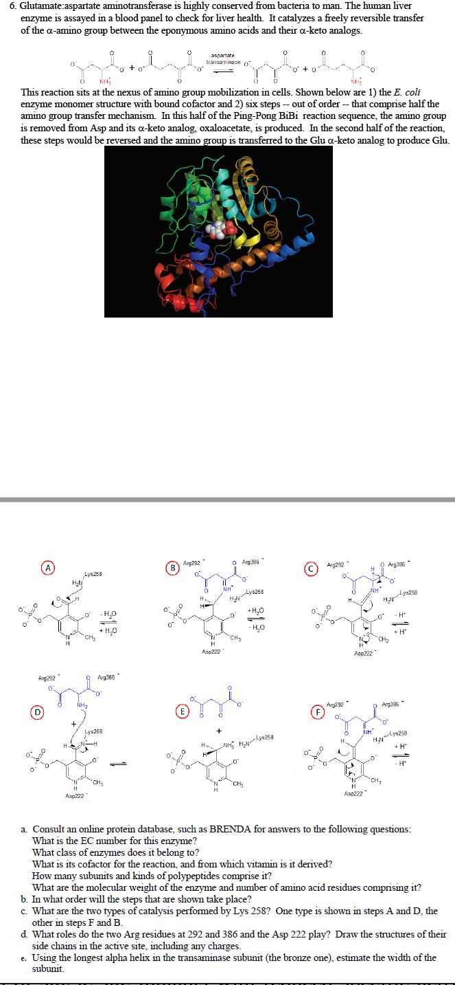 6. Glutamate:aspartate aminotransferase is highly | Chegg.com