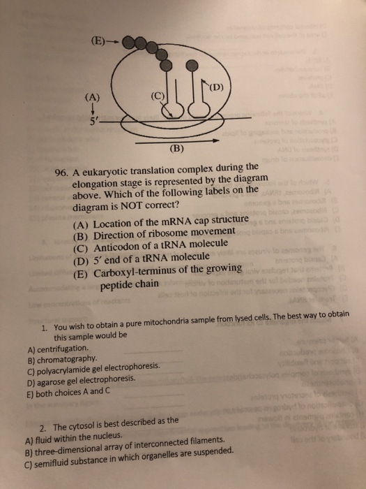 Solved 5' 96. A eukaryotic translation complex during the | Chegg.com