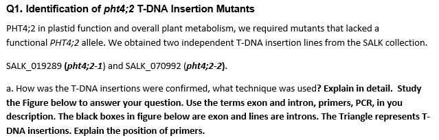 Solved Q1. Identification of pht4;2 T-DNA Insertion Mutants | Chegg.com