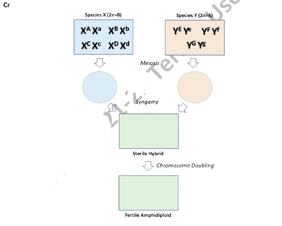 Species X 3 XA ха Хв 2 To ХС Хc XD xd contains gene | Chegg.com