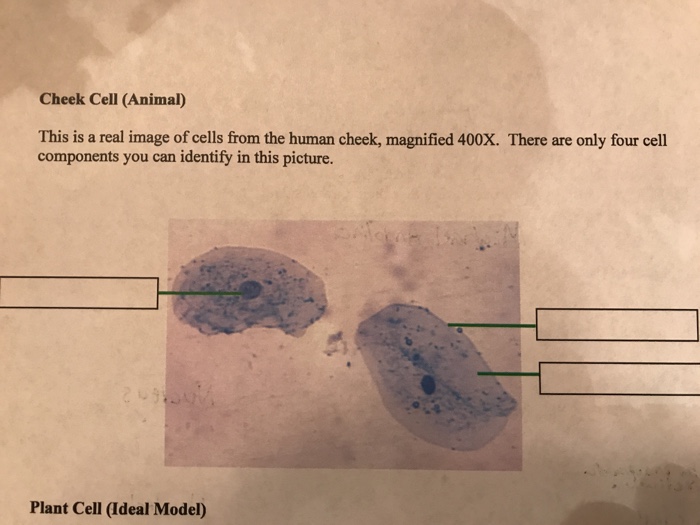 Biology Archive | September 23, 2017 | Chegg.com