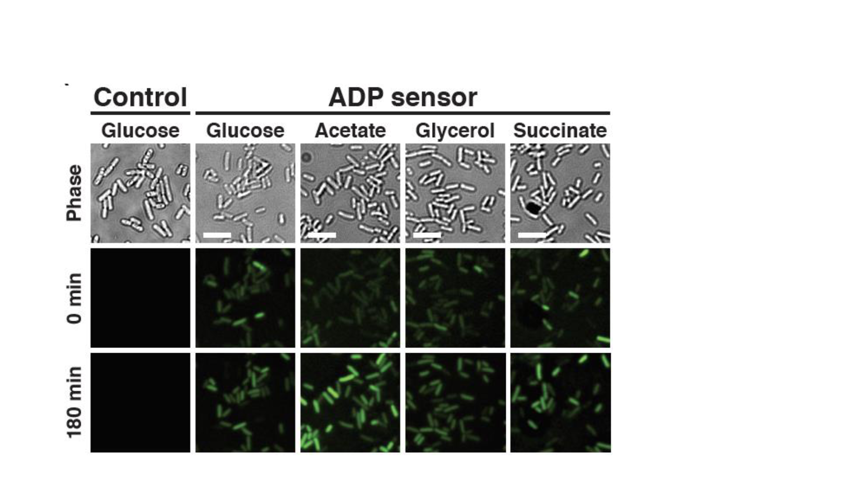 Solved 3 Spinach Based Adp Sensors A Type Of Rna Sensor