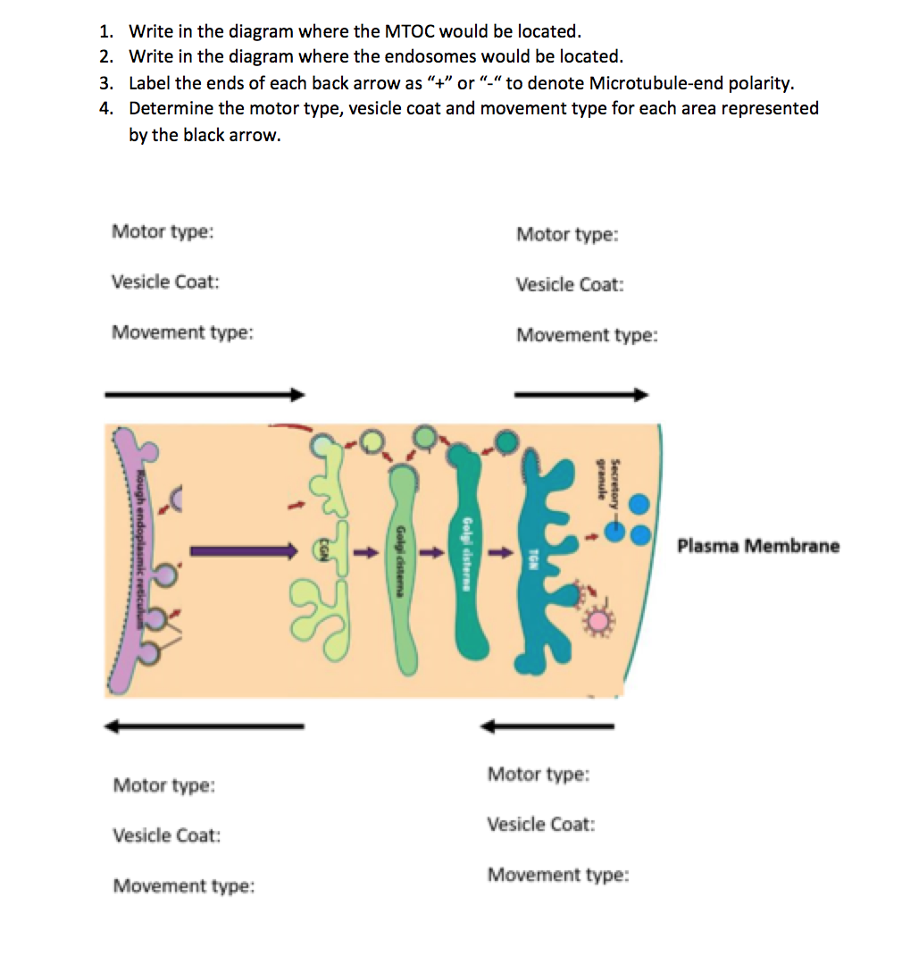 Solved 1. Write in the diagram where the MTOC would be | Chegg.com